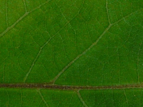 texture 0010 - Texturelib